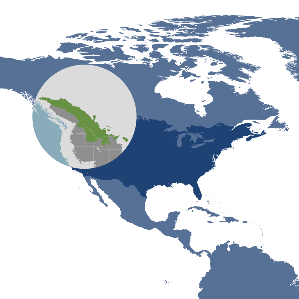 The grizzly bear: Surprisingly, the world's most flexible large mammal | One Earth